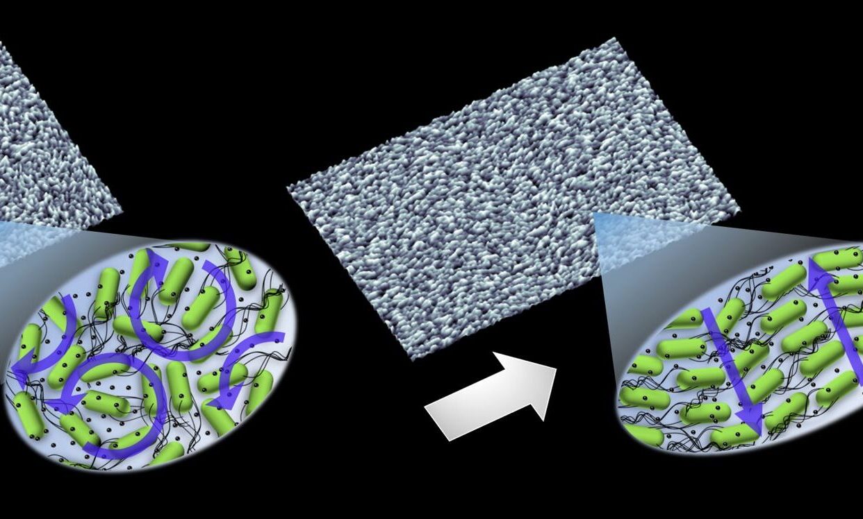 Tutkijat saivat bakteerit uimaan siisteissä riveissä – työkaluna ...
