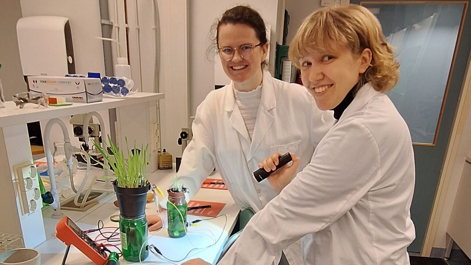 Yhteyttävät bakteerit tuottamaan vihreää sähköä – Turun yliopiston ...