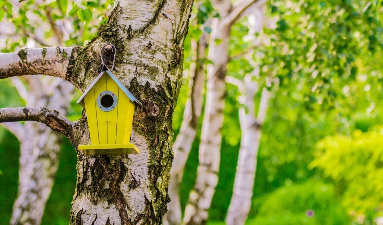 Vihreä vaihtoehto antimikrobisille aineille – ligniini puree ...