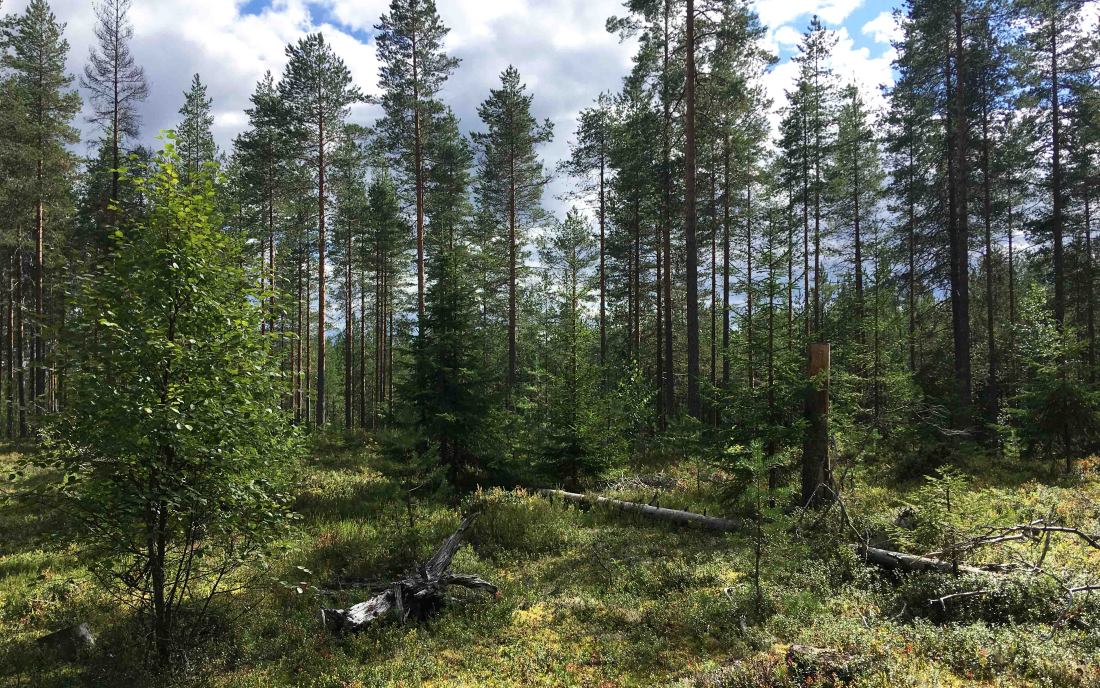 Avohakkuut ja jaksollinen metsänkasvatus voivat olla riski maaperän ...